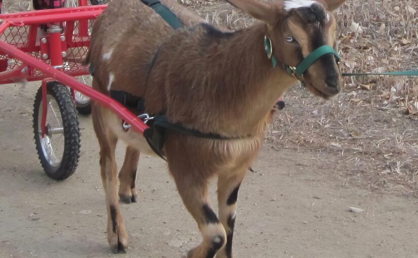 Wethers, and Life Lessons from the Barnyard - Goat Journal